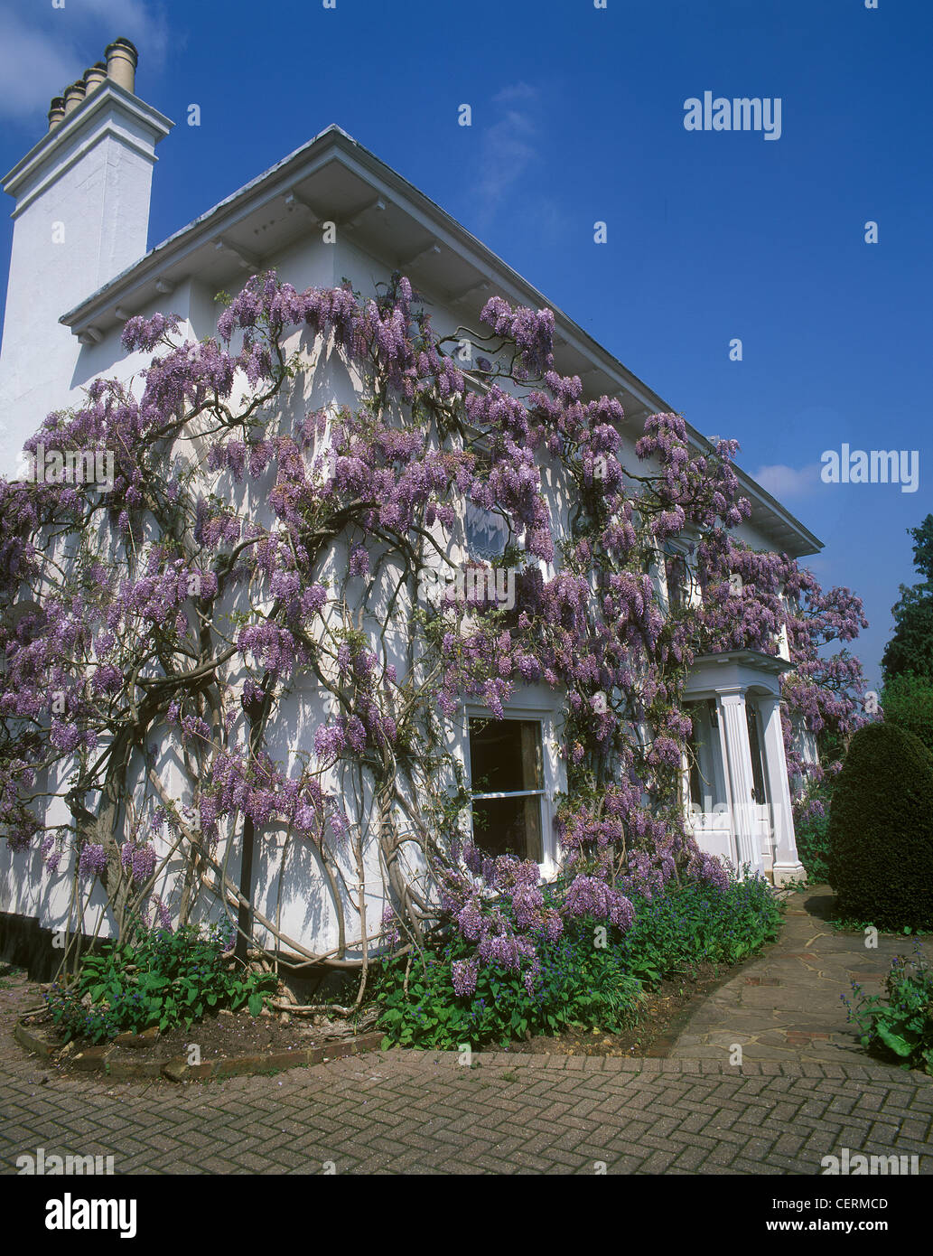 Wisteria house hi-res stock photography and images - Alamy