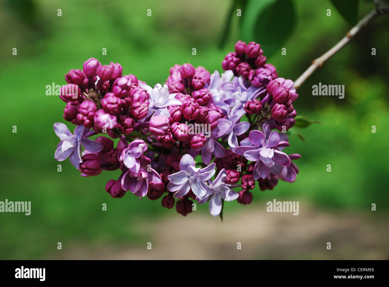 Inflorescence panicle hi-res stock photography and images - Alamy