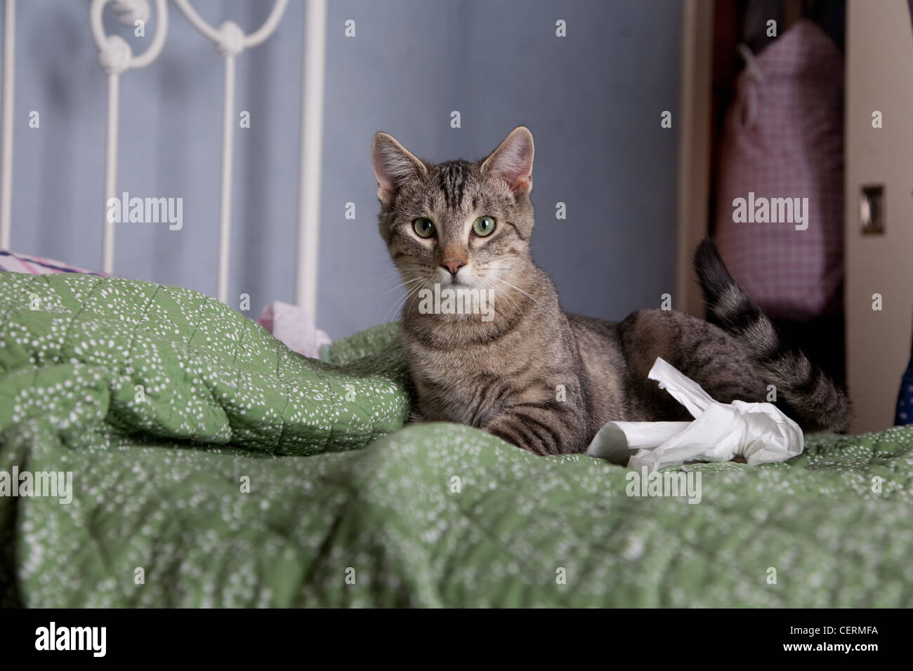 Alert cat on a bed Stock Photo - Alamy