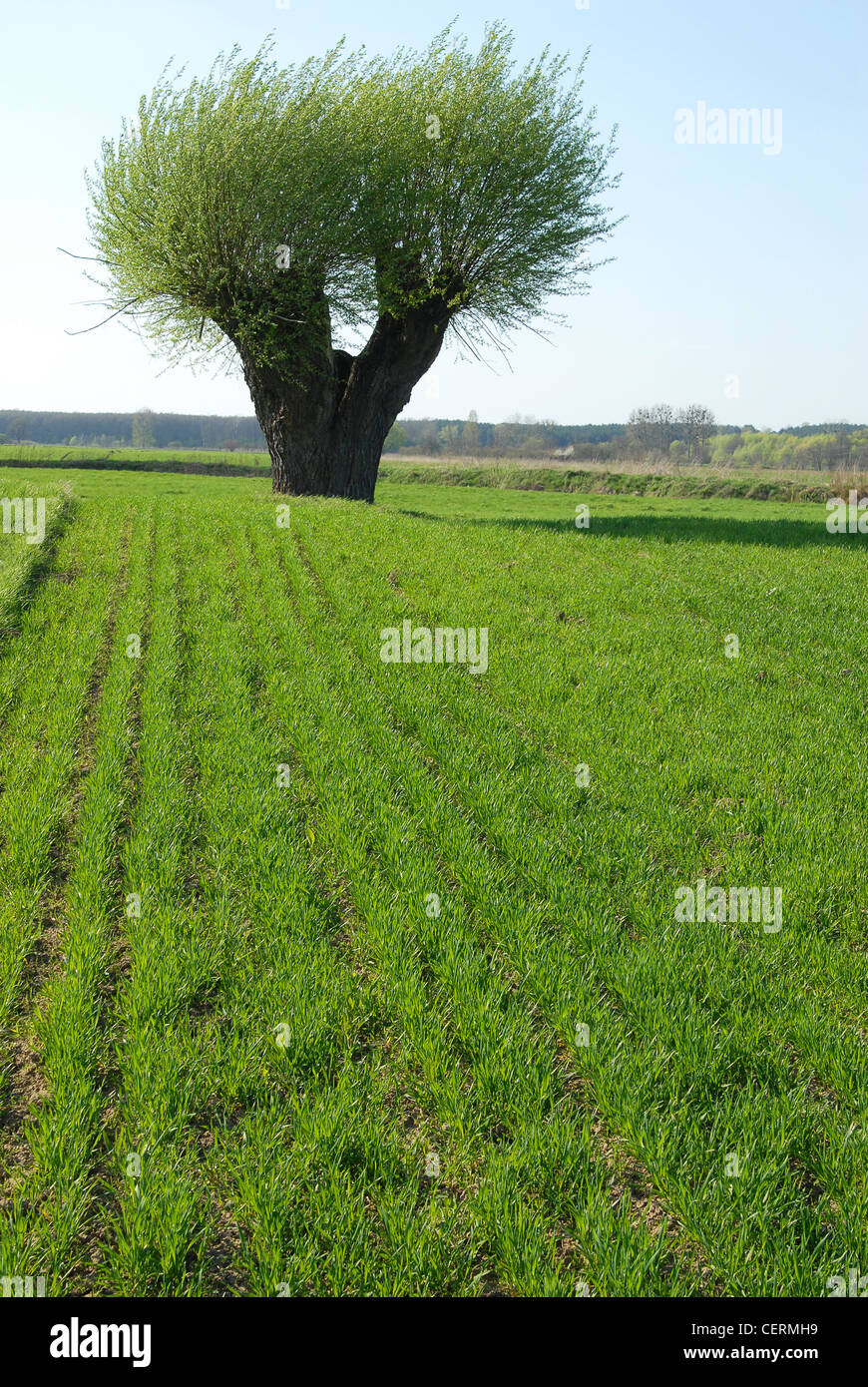 Old willow , tree growing in the field Stock Photo - Alamy