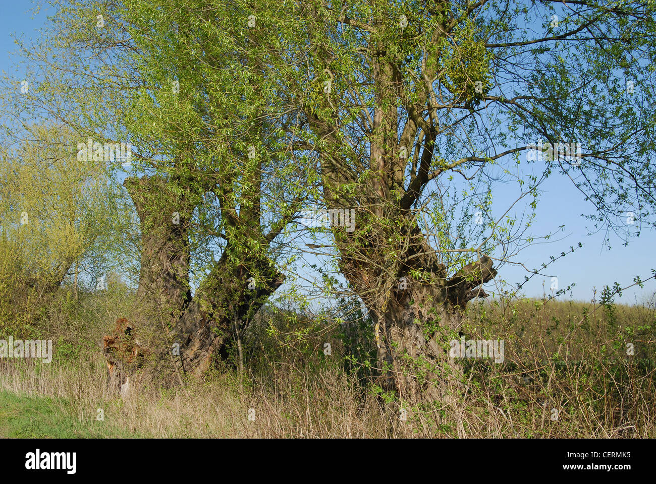 Old willow , tree growing in the field Stock Photo - Alamy