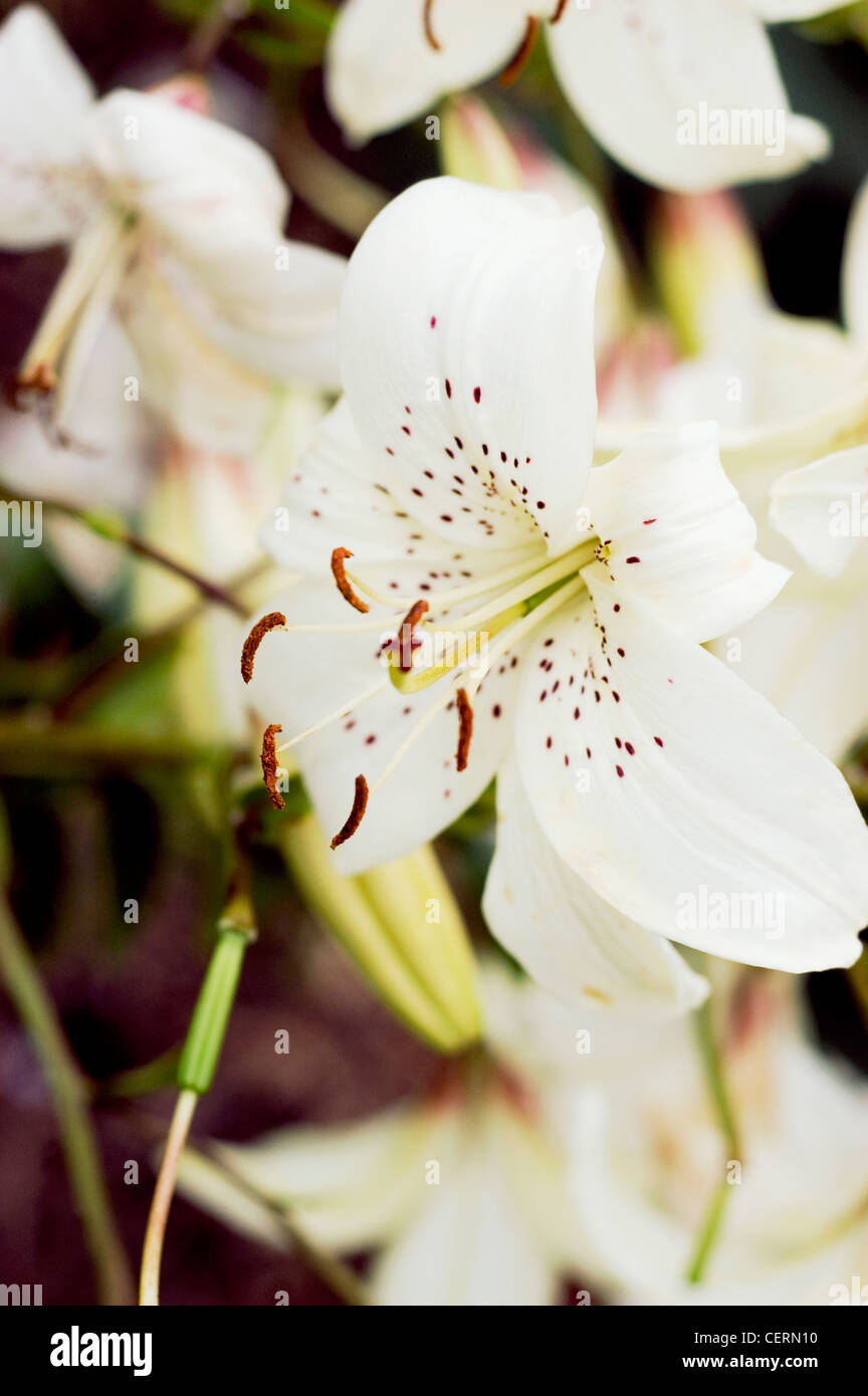 White lily flower Stock Photo - Alamy
