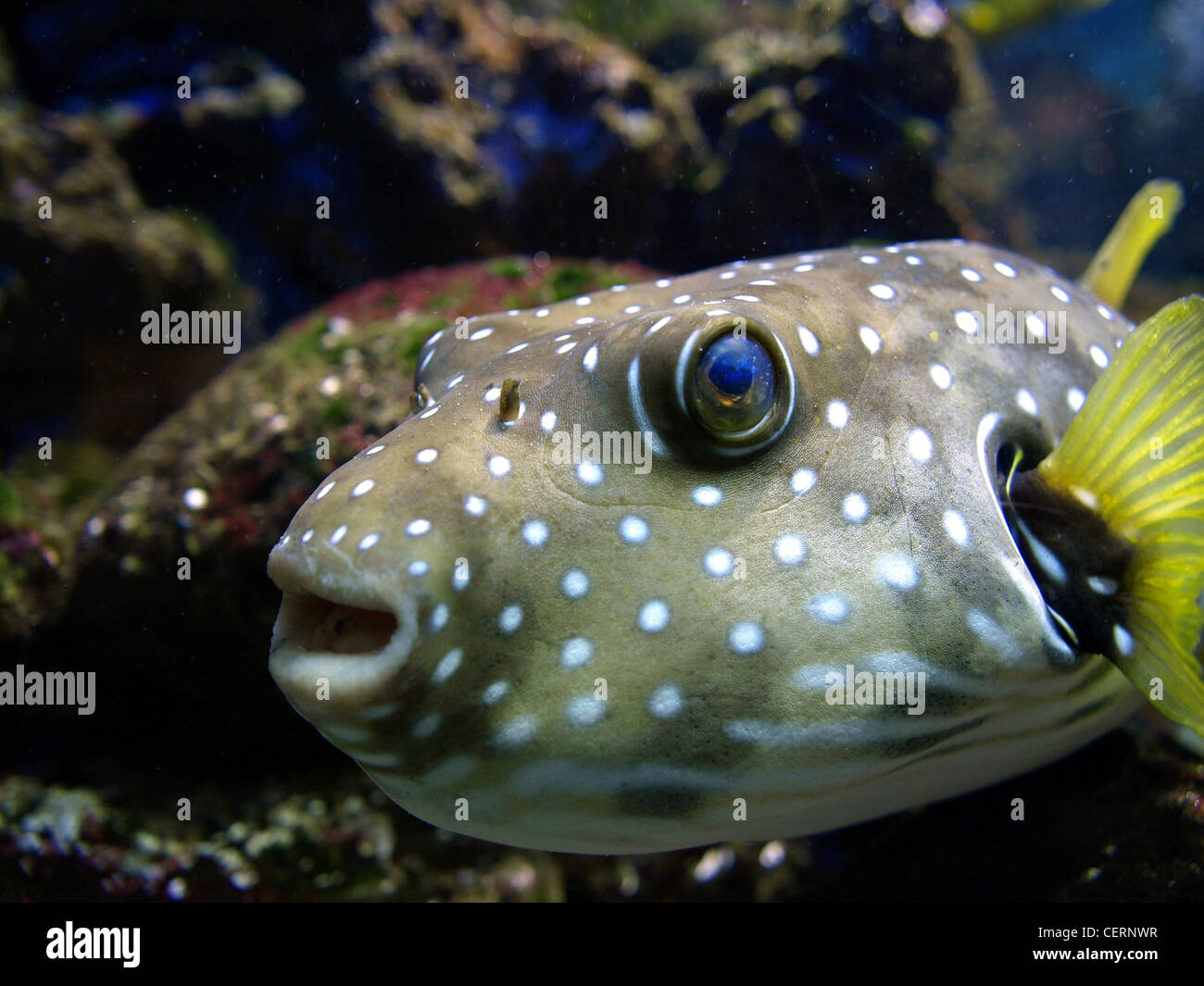 Detail of a blowfish Stock Photo - Alamy