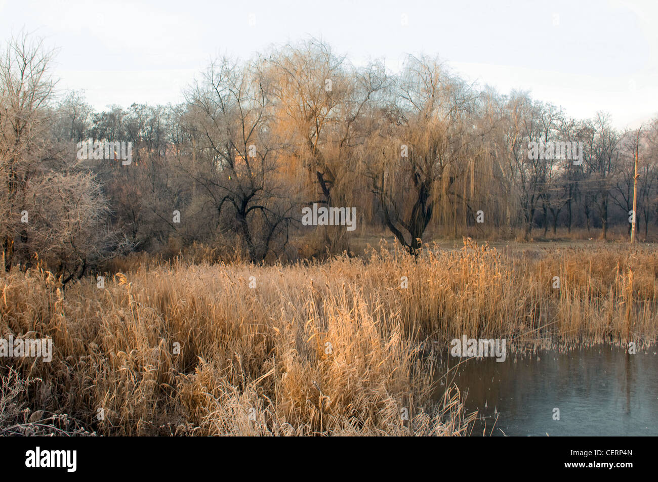 Reeds growing along shore hi-res stock photography and images - Alamy
