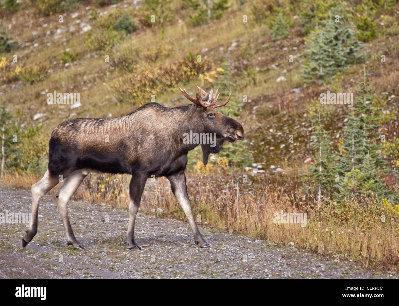 Bull Moose Alberta rocky Mountains full length Stock Photo - Alamy