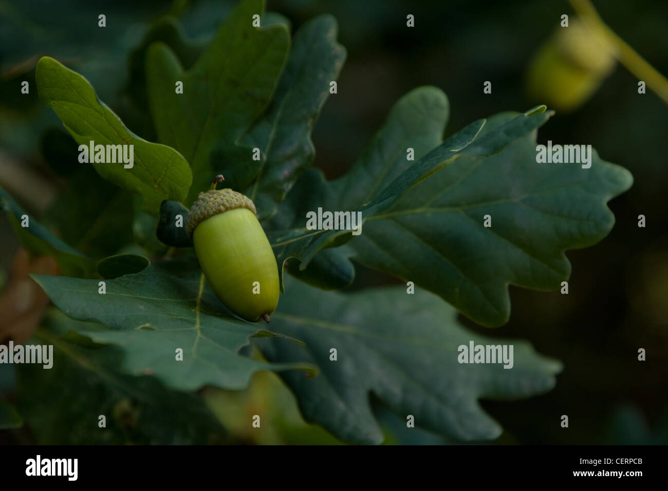 Acorn nestled in oak leaves Stock Photo - Alamy