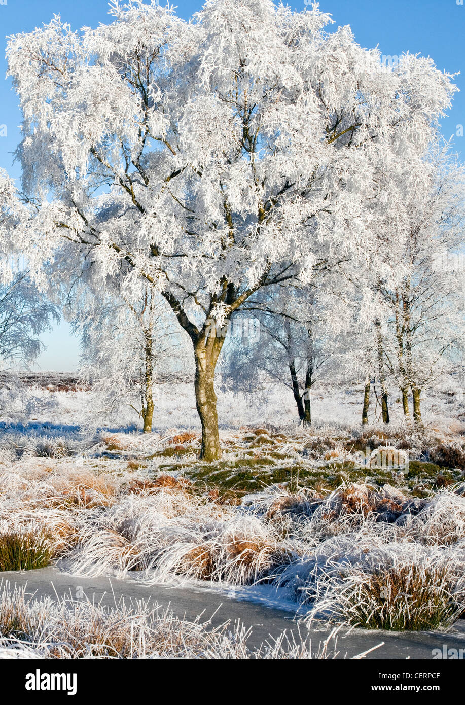 Frosted trees around Womere pool in early winter on Cannock Chase ...
