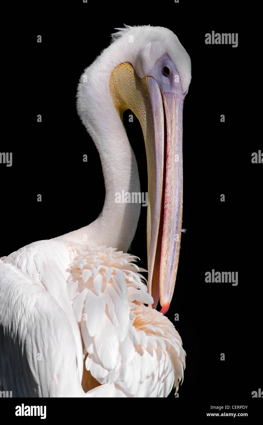 African eastern white pelican hi-res stock photography and images - Alamy