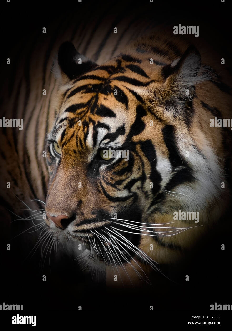 Tiger head hi-res stock photography and images - Alamy
