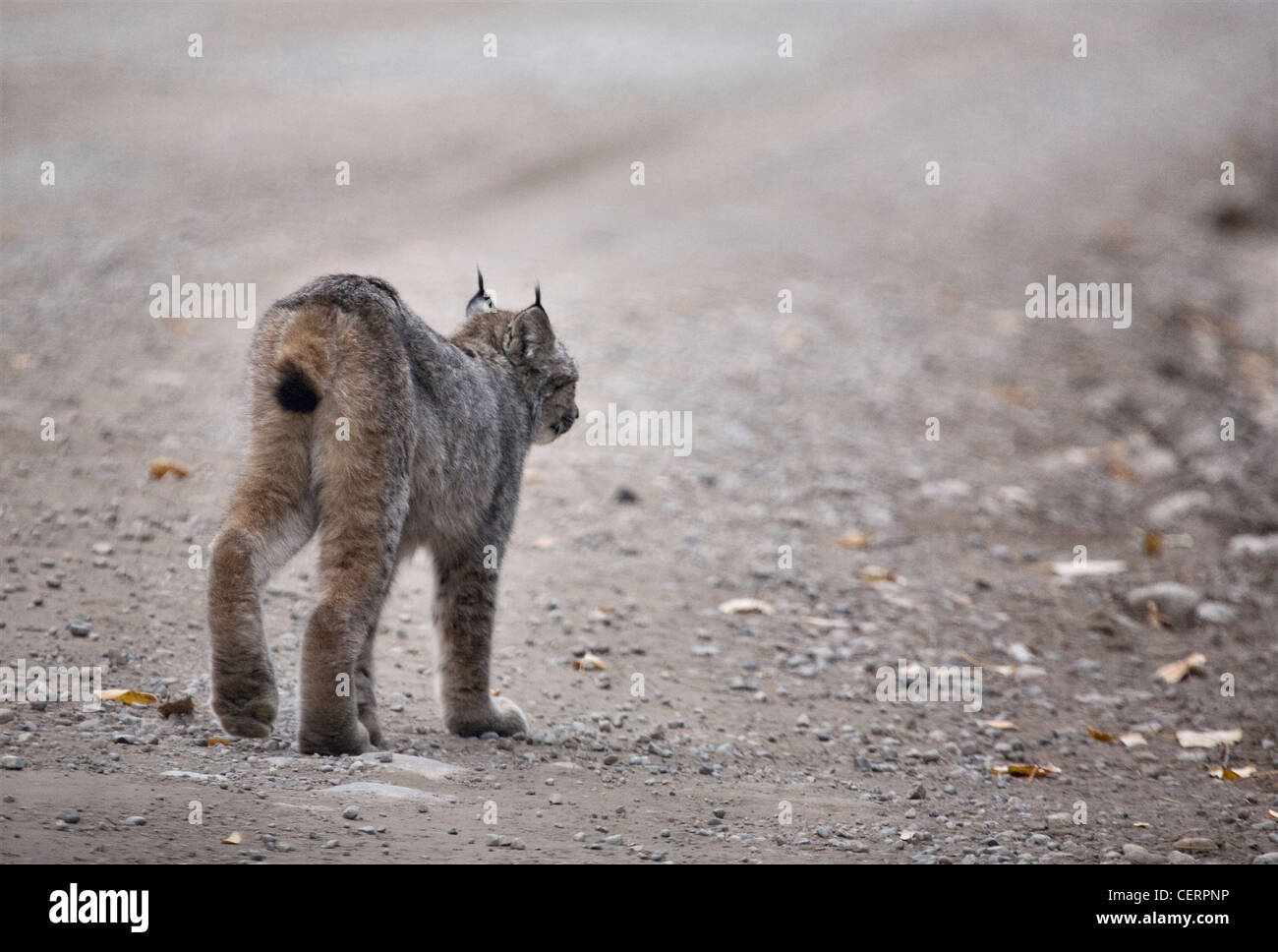Canada lynx hi-res stock photography and images - Alamy