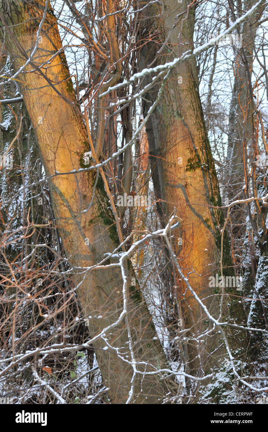 Sunlight on Trees Stock Photo - Alamy