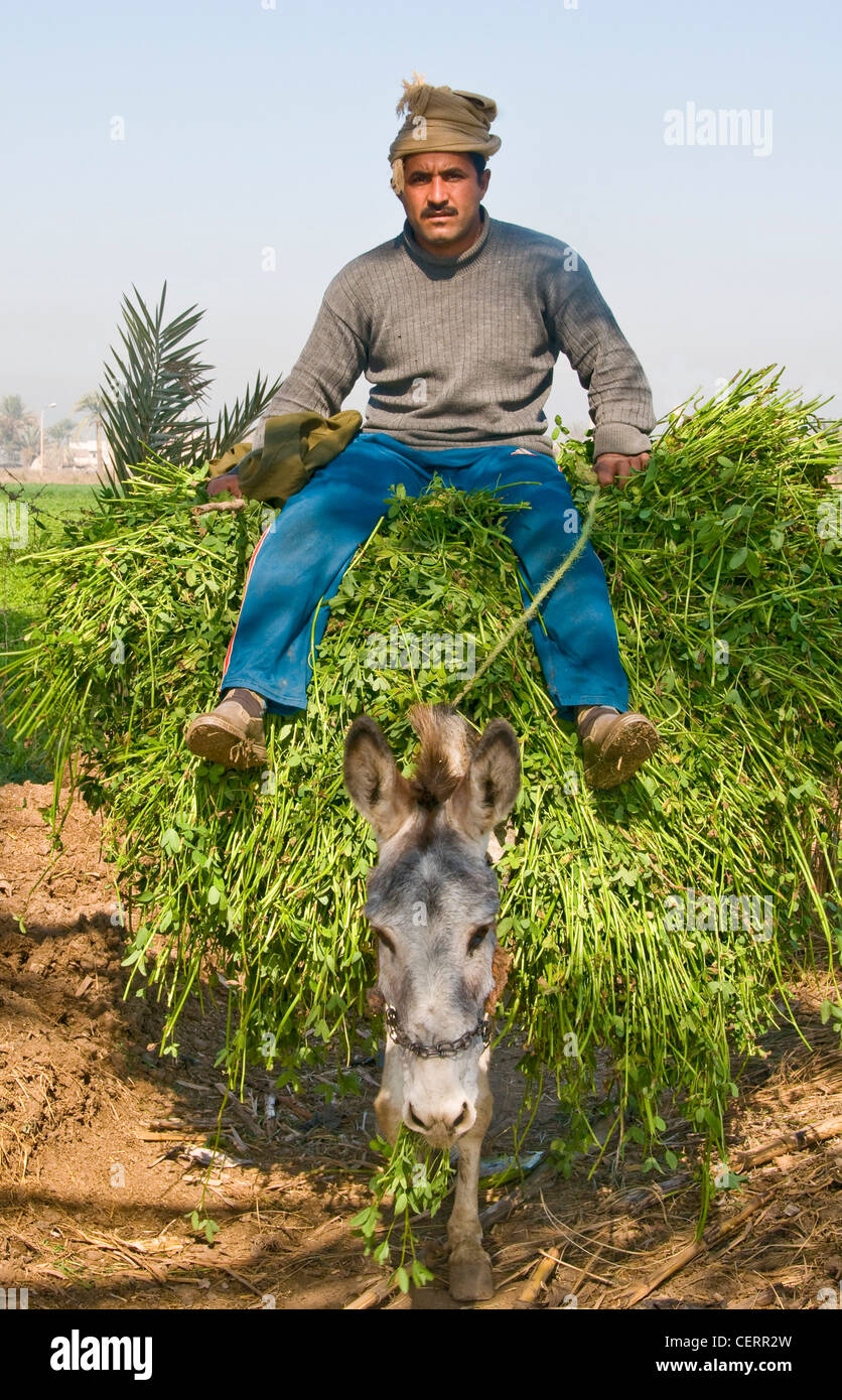 Egyptian riding donkey hi-res stock photography and images - Alamy