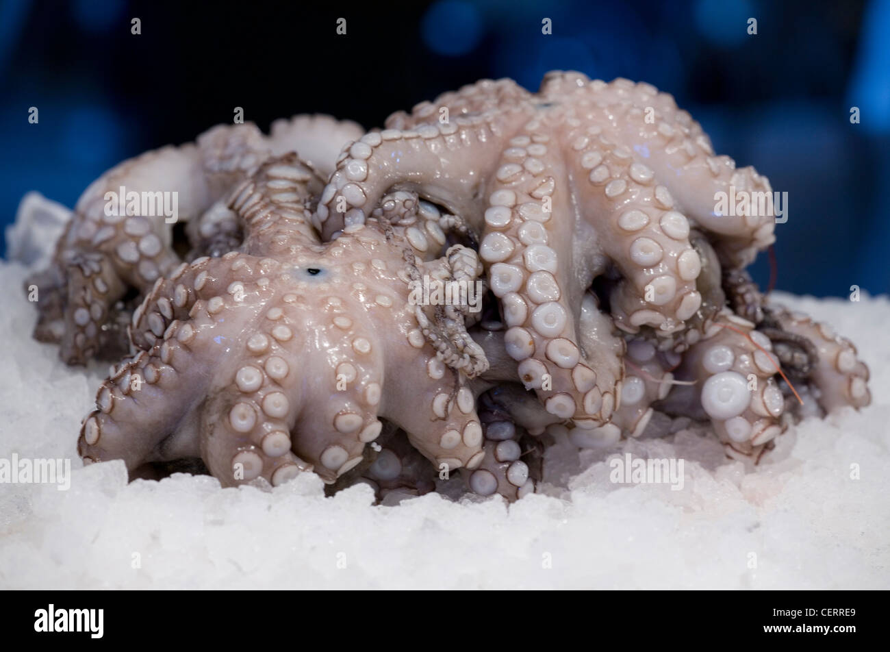 Fresh octopus on ice food background Stock Photo - Alamy