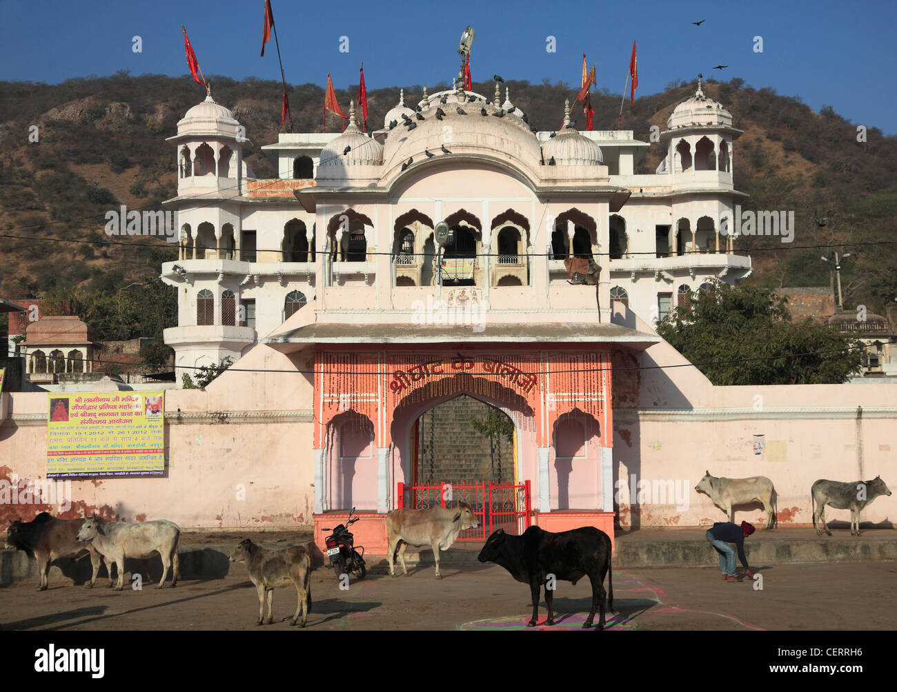 India, Rajasthan, Jaipur, hindu temple, holy cows Stock Photo - Alamy