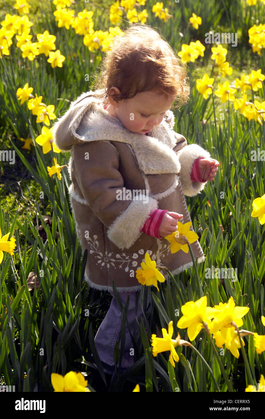 A young toddler standing in a large patch of daffodils Stock Photo - Alamy