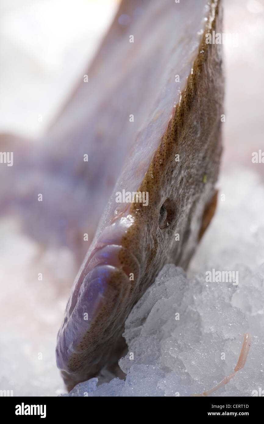 Fresh plaice in ice food background Stock Photo - Alamy