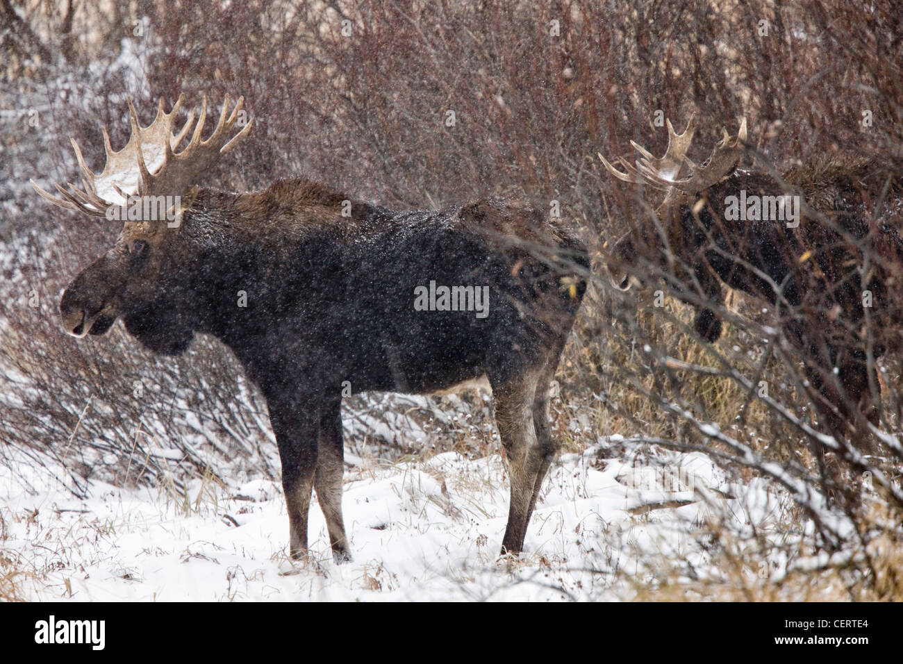 Saskatchewan winter hi-res stock photography and images - Alamy