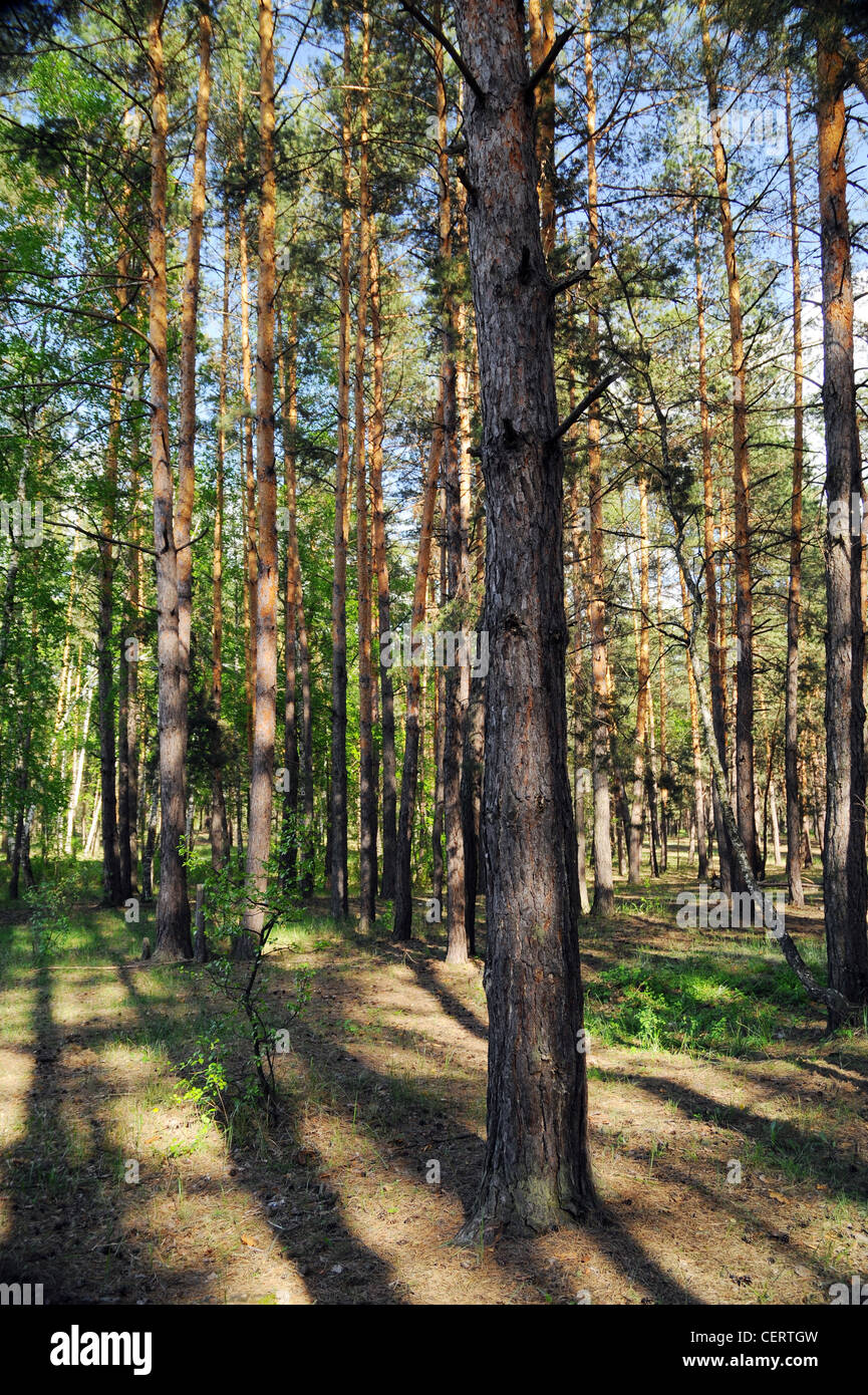 pine trees in the forest Stock Photo - Alamy