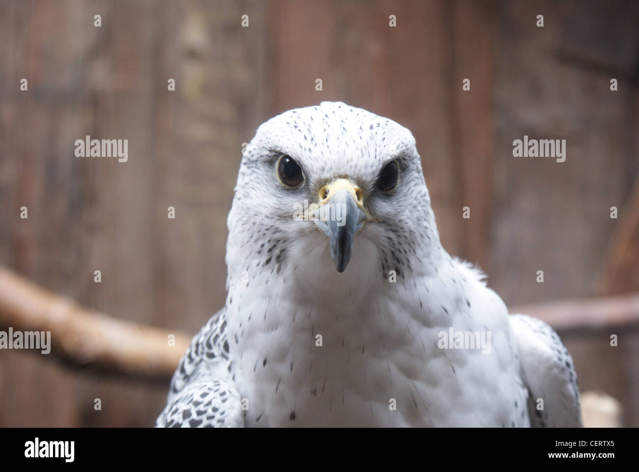 Baby Gyrfalcons Of Predators