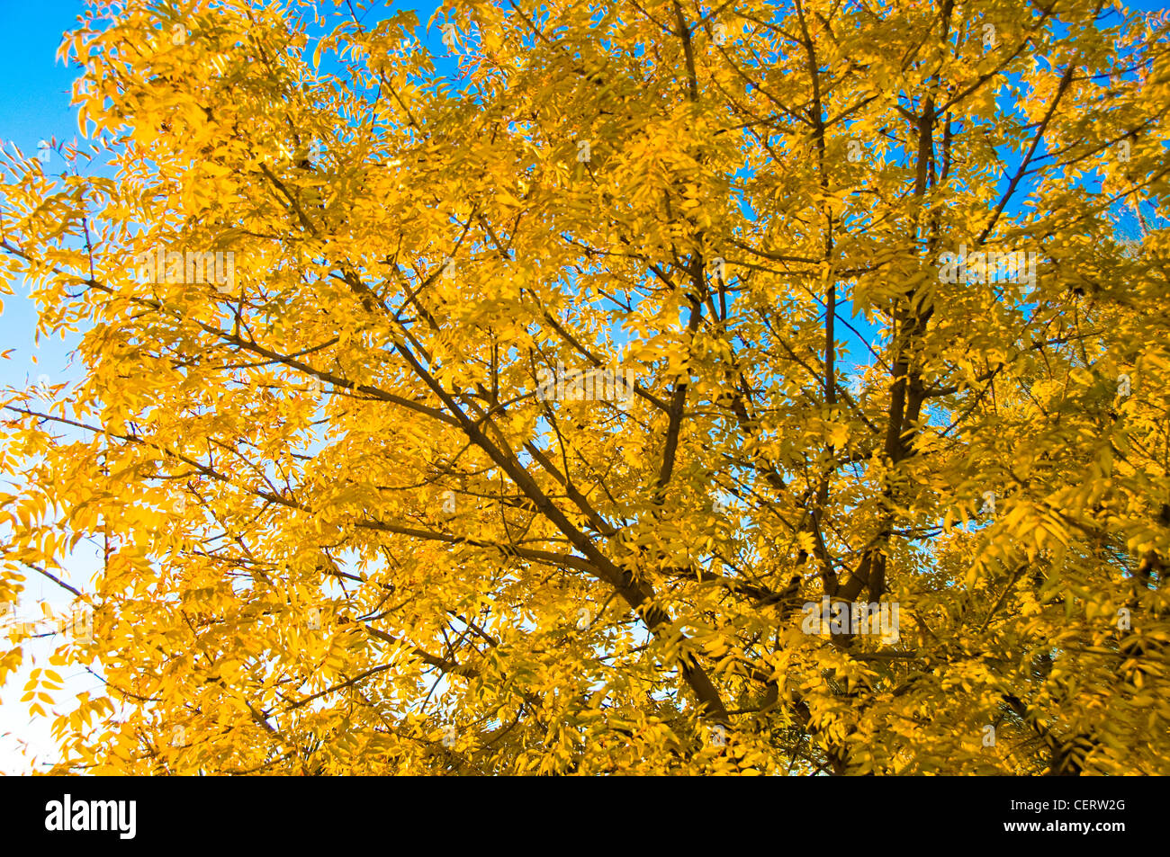 Fall foliage scene hi-res stock photography and images - Alamy
