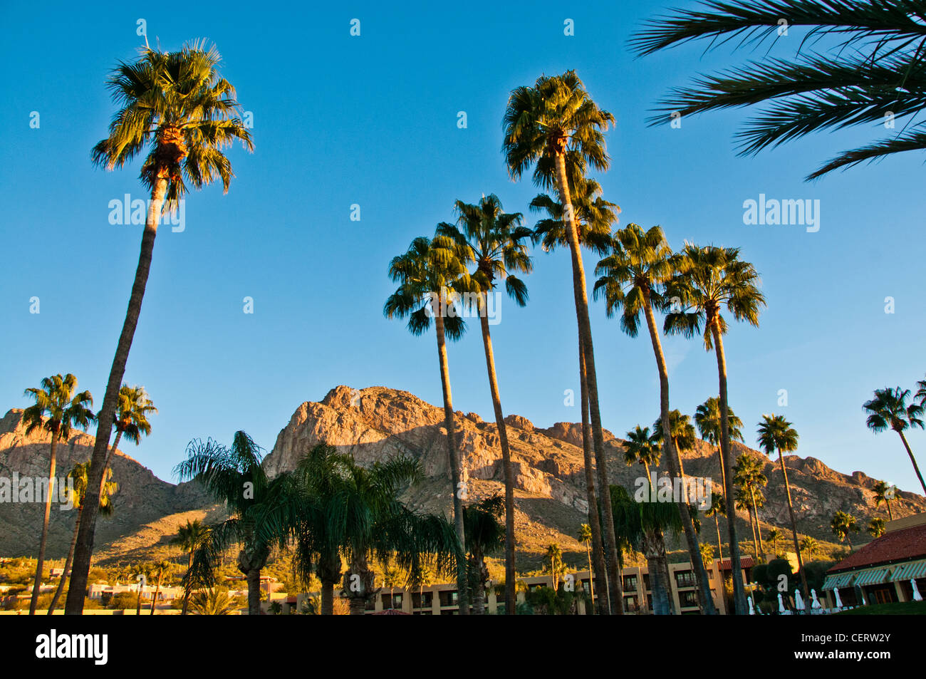 palm trees desert mountain Stock Photo - Alamy