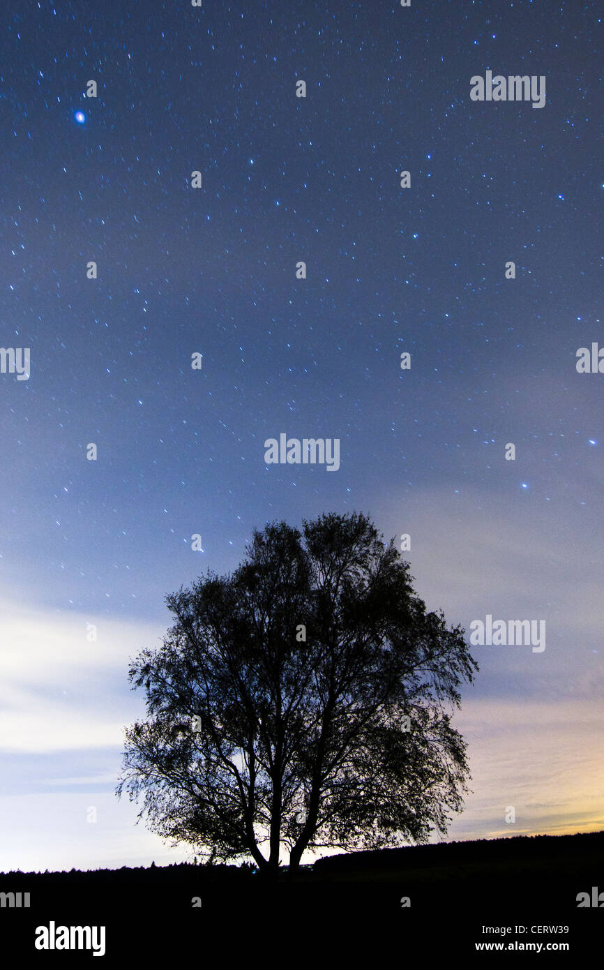 Starry Night In The Forest High Resolution Stock Photography and Images ...