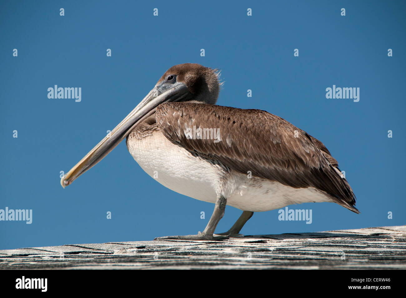 Funny pelican hi-res stock photography and images - Alamy