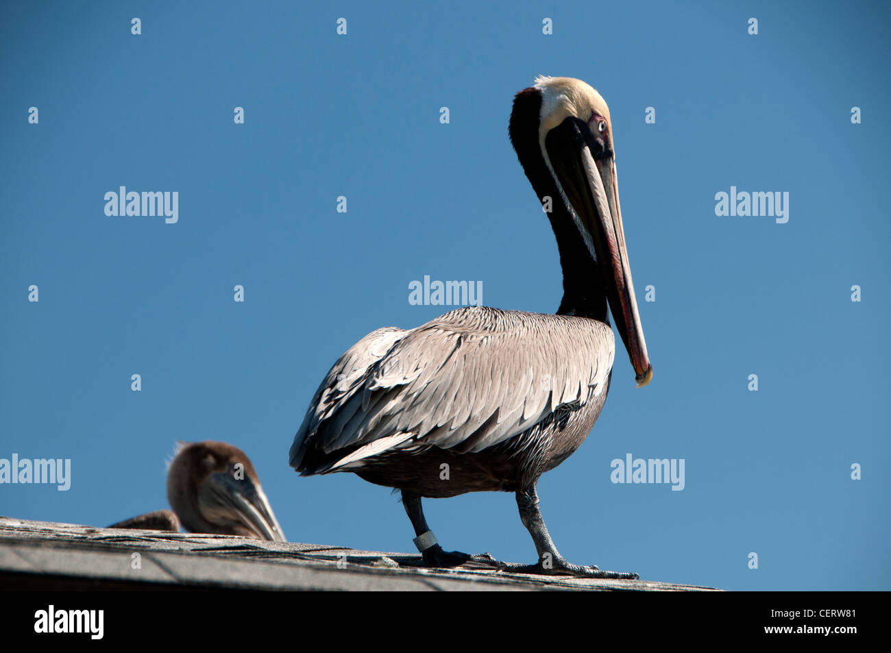 Funny pelican hi-res stock photography and images - Alamy