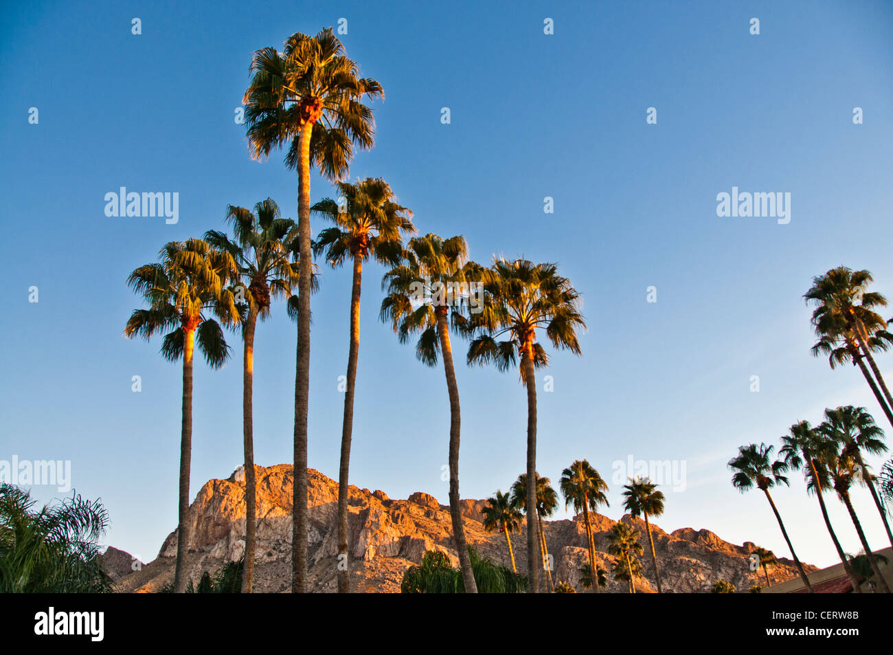 palm trees desert mountain Stock Photo - Alamy