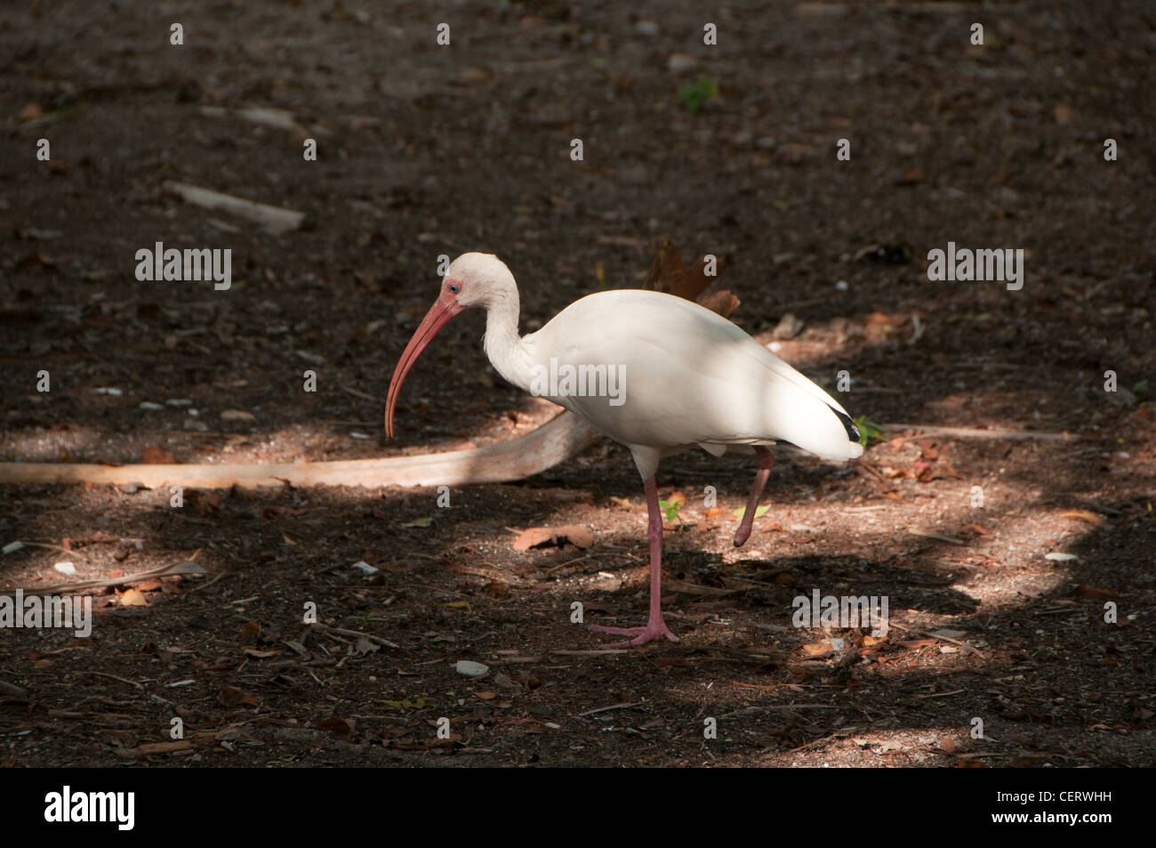 One legged Ibis Stock Photo - Alamy