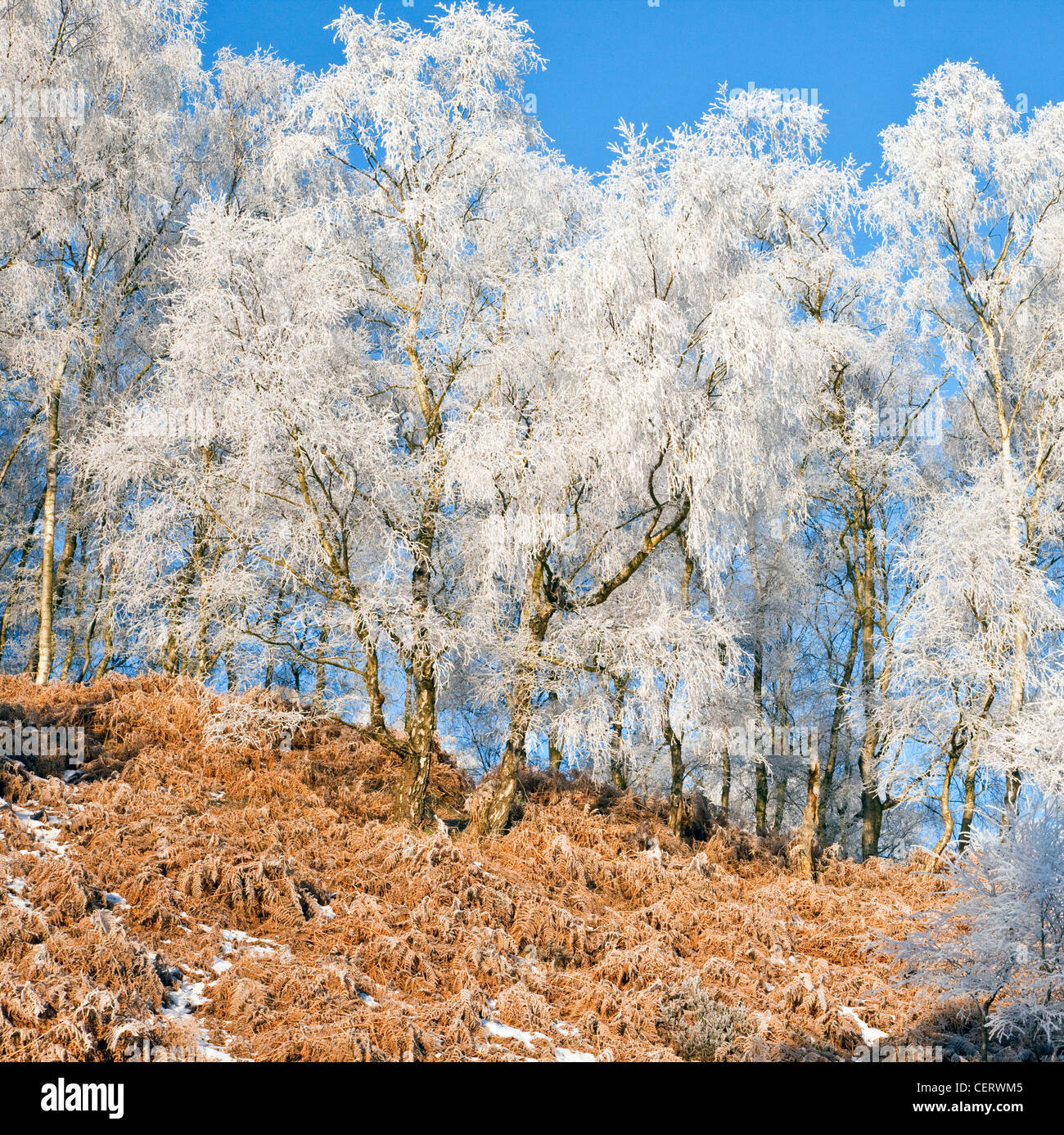 Frosty trees in winter hi-res stock photography and images - Alamy