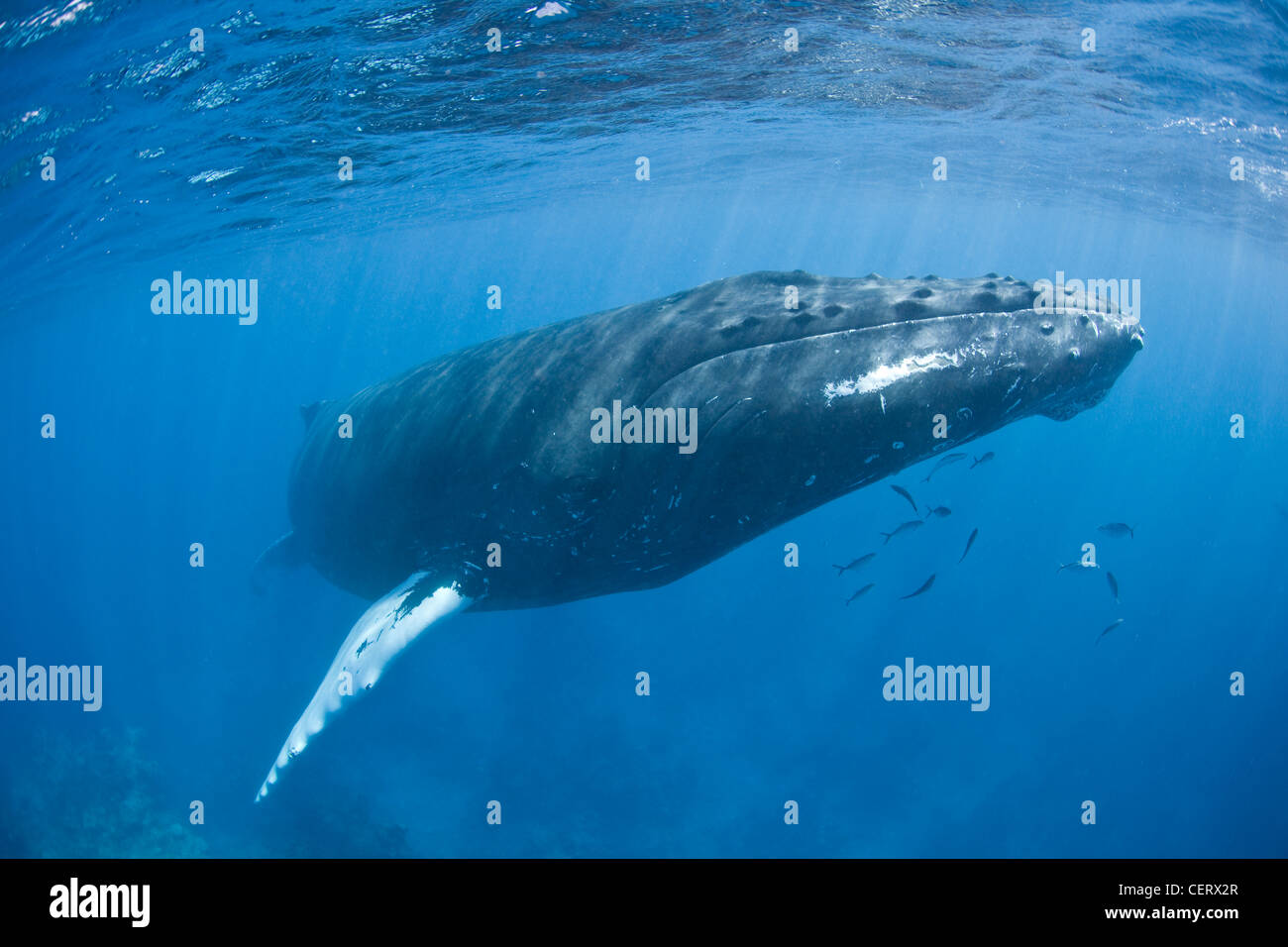 A full grown female Humpback whale, Megaptera novaeangliae, rises to ...