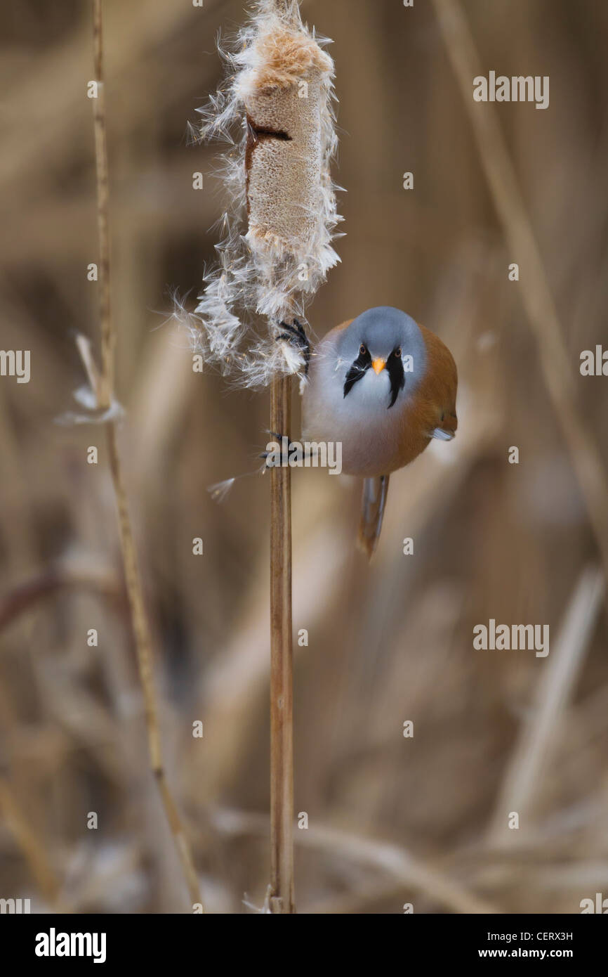 Male Bearded Tit (Parnus Biarmicus) eating reed mace seed Stock Photo ...