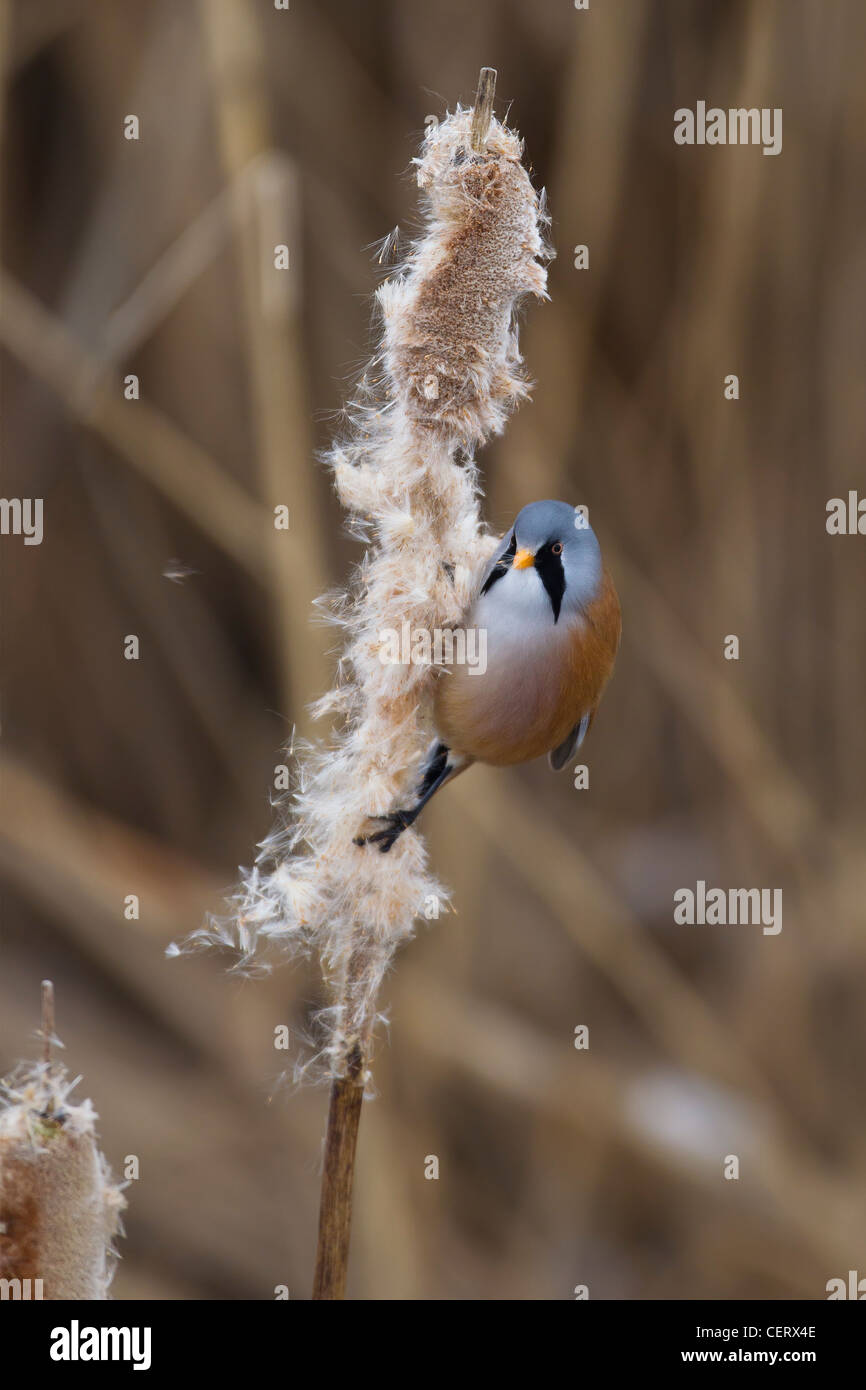 Male Bearded Tit (Parnus Biarmicus) eating reed mace seed Stock Photo ...