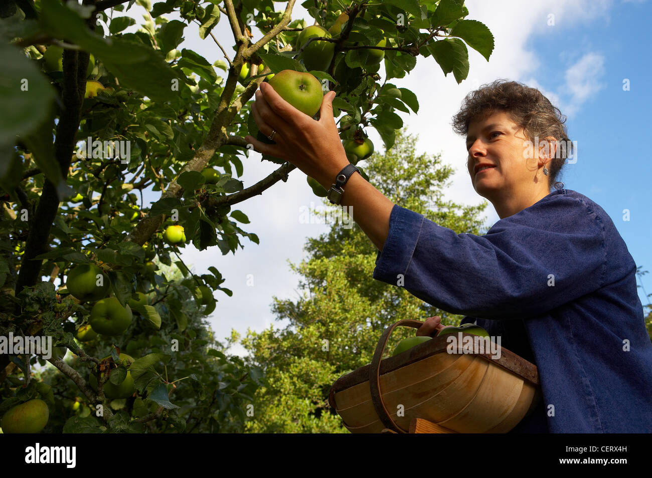 a woman picking fruit in a Dorset garden, England, UK. (MR Stock Photo ...