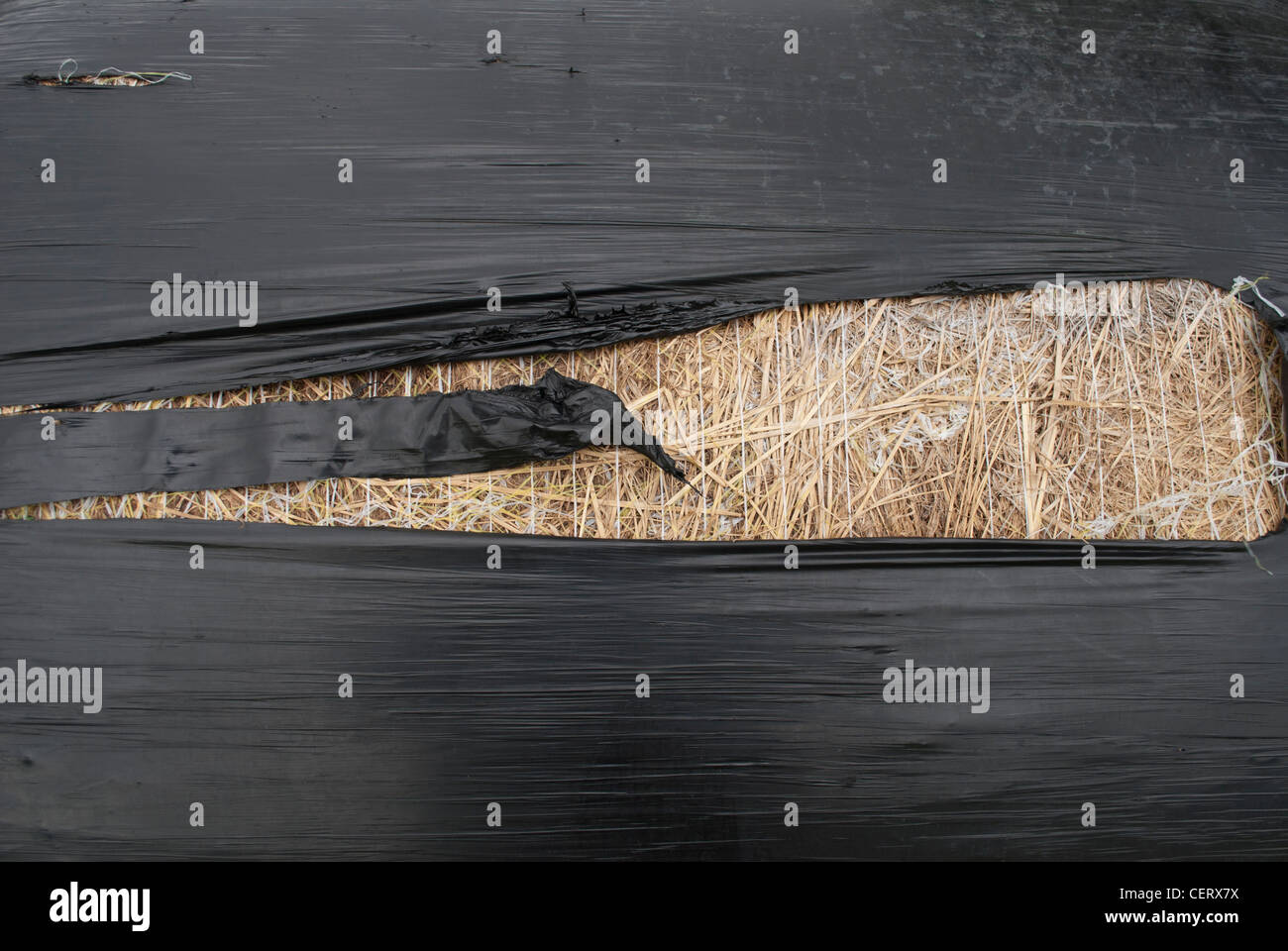 Close up straw bail with tear in black plastic wrapping Stock Photo - Alamy