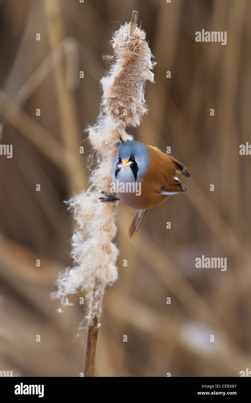 Male Bearded Tit (Parnus Biarmicus) eating reed mace seed Stock Photo ...