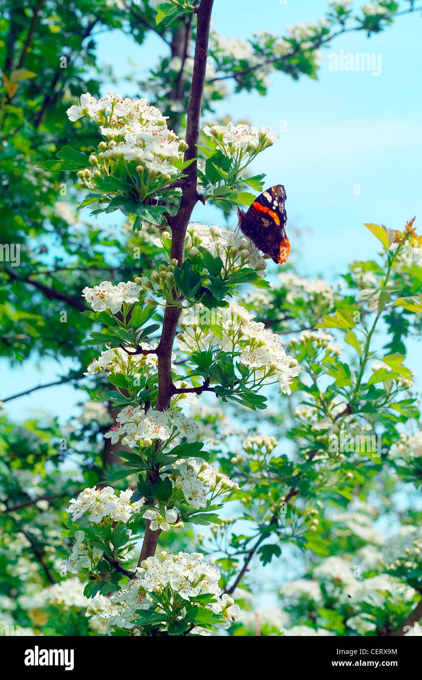 Butterfly in a tree hi-res stock photography and images - Alamy