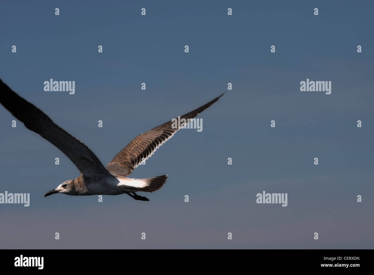 A lone bird in flight with blue sky background Stock Photo - Alamy
