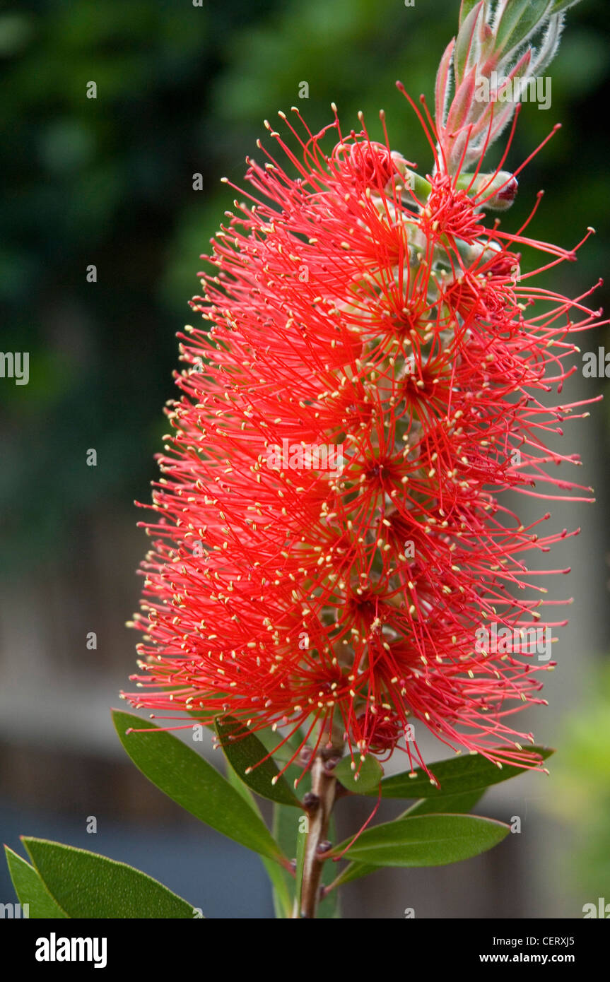 Bottle brush hi-res stock photography and images - Alamy