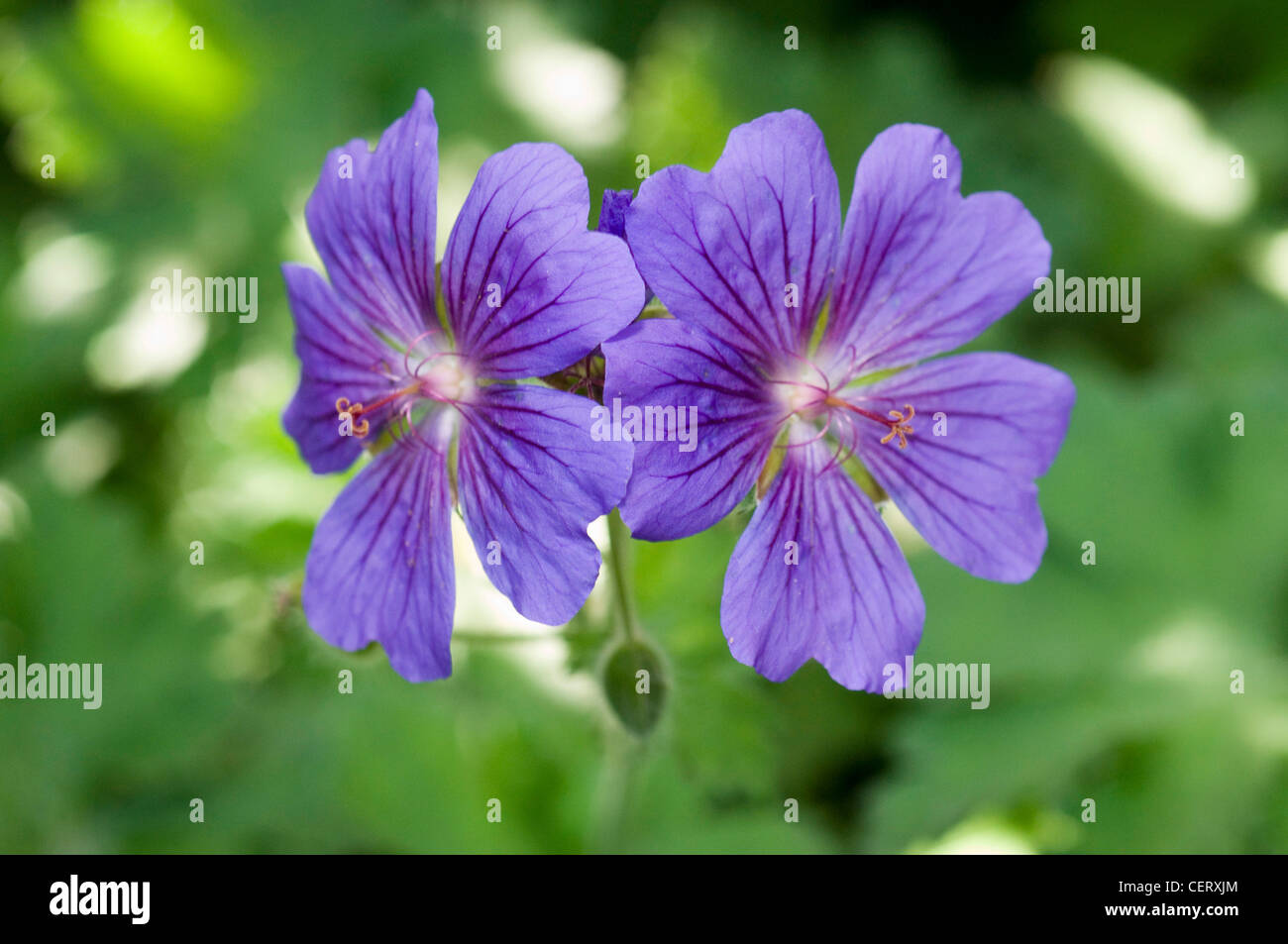 Blue geranium hi-res stock photography and images - Alamy