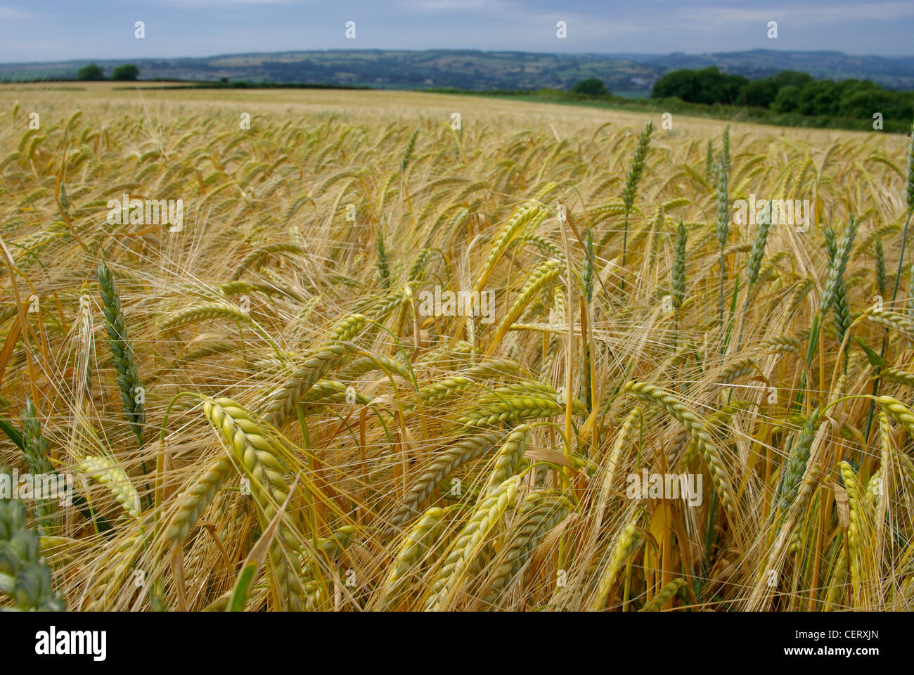 Harvest england barley hi-res stock photography and images - Alamy