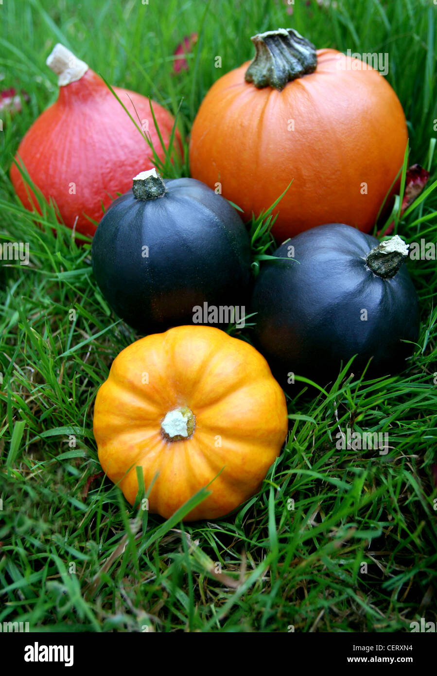 A selection of pumpkins and squashes on grass Stock Photo - Alamy