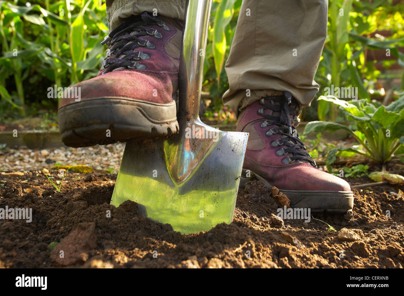 a woman digging with a spade in a Dorset garden, England, UK. (MR Stock ...
