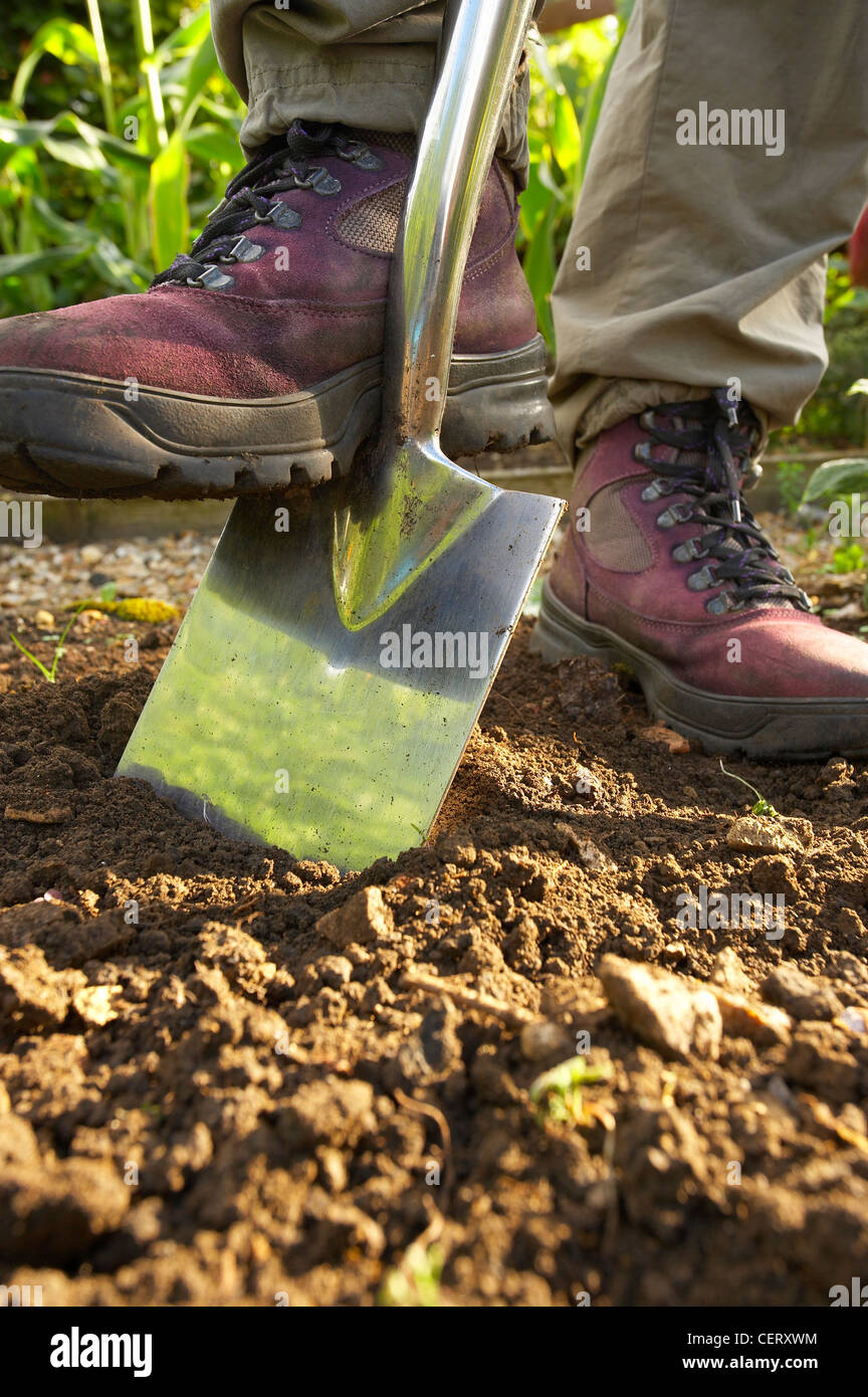 a woman digging with a spade in a Dorset garden, England, UK. (MR Stock ...