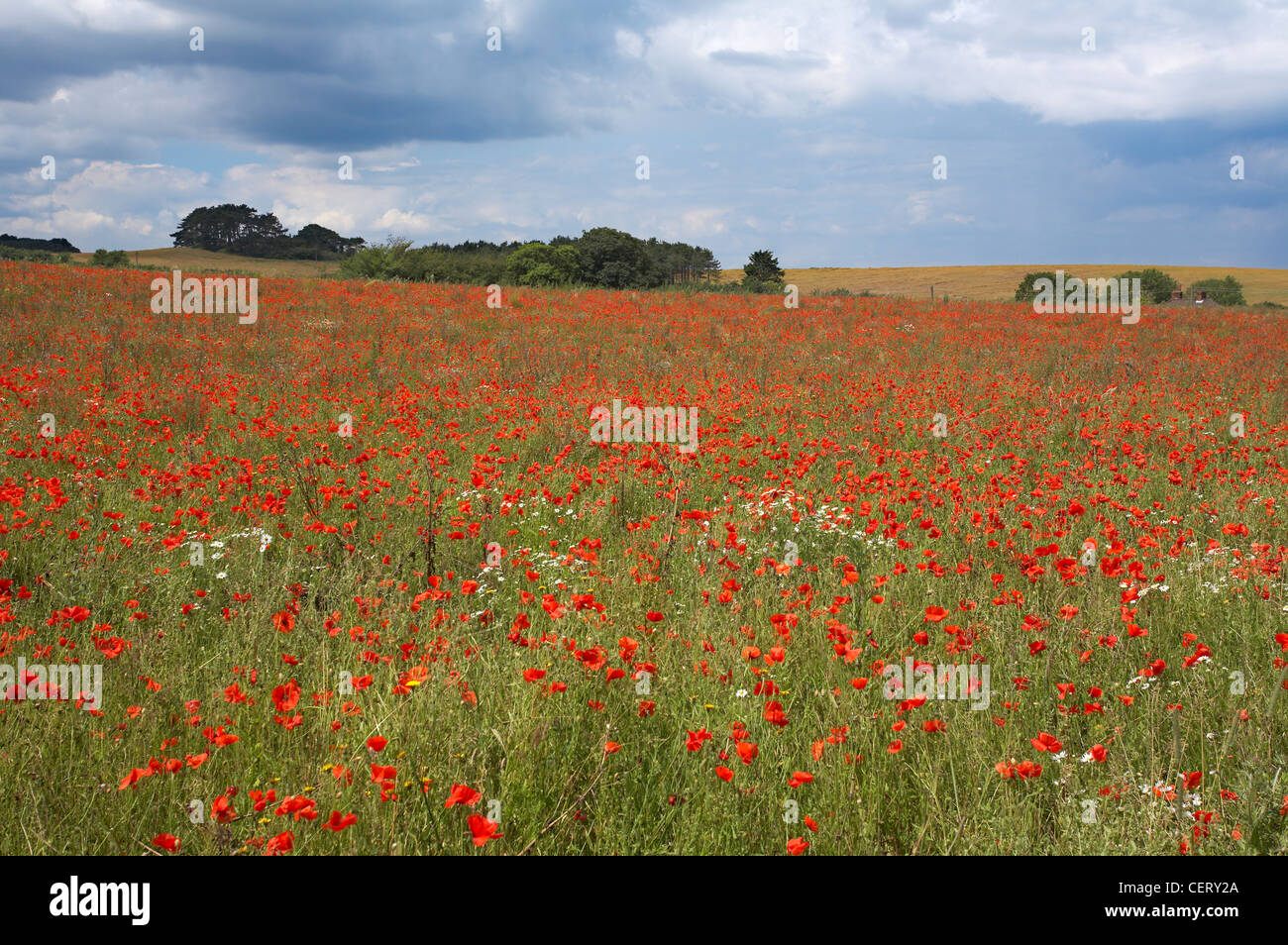 Norfolk field hi-res stock photography and images - Alamy