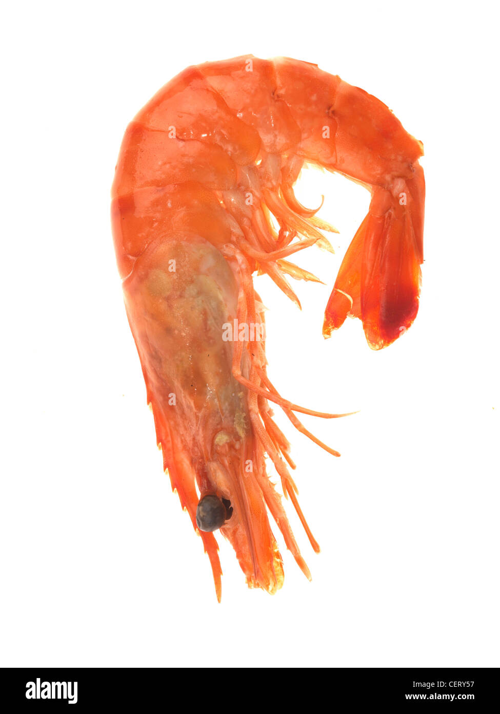 Single prawn shell on hi-res stock photography and images - Alamy
