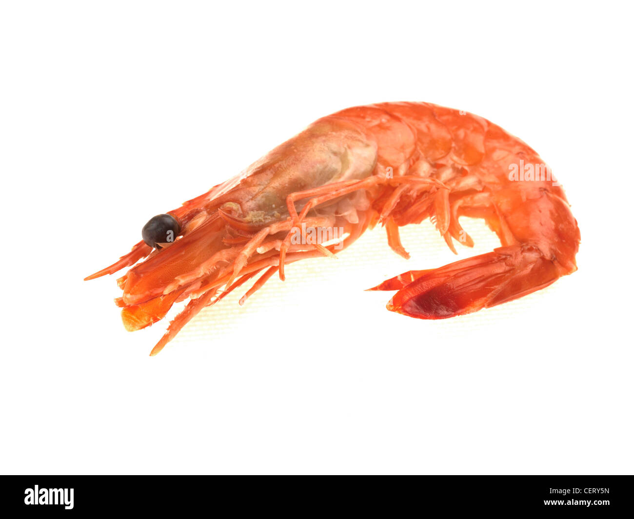 Shell On Cooked King Prawns High Resolution Stock Photography and ...