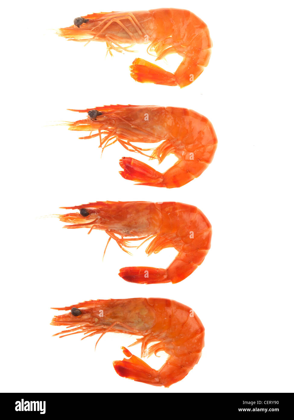 Cooked king prawn hi-res stock photography and images - Alamy