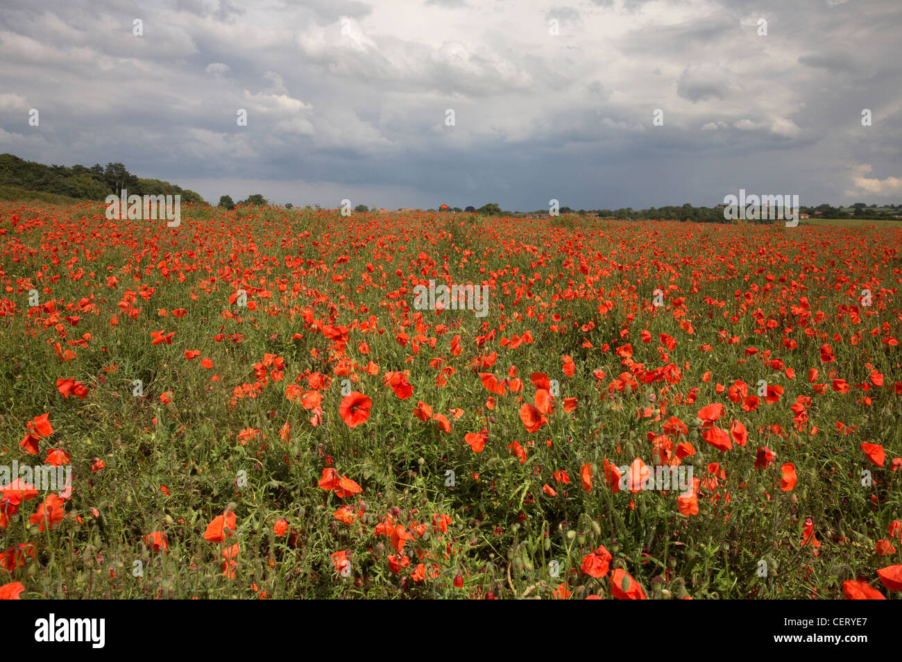 Norfolk countryside hi-res stock photography and images - Alamy